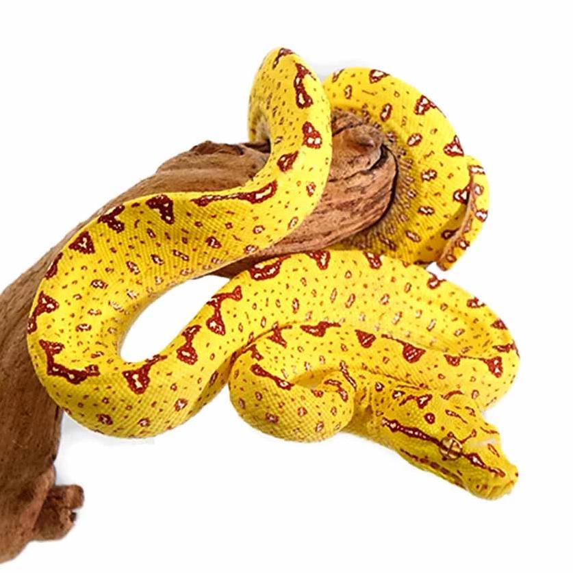 Yellow Biak Green Tree Python – AlternativePetShop.com Yellow Biak Green Tree Python – AlternativePetShop.com