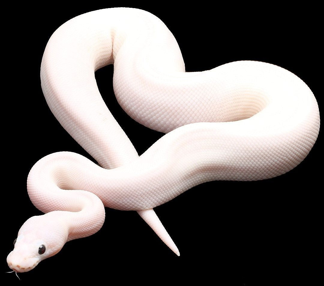 White Wedding Ball Python – AlternativePetShop.com