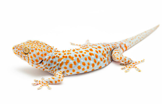 Tokay Gecko Price List